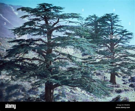 Lebanese Cedar Tree Wallpaper