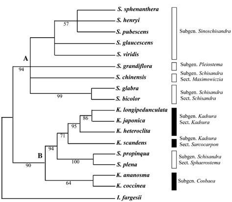 consensus tree of the 78 shortest trees with 96 steps based on trnl f