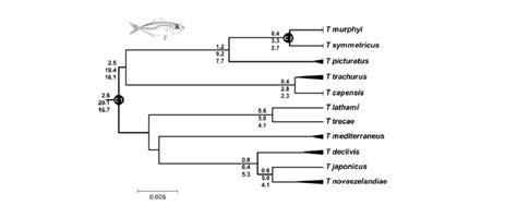Ml Tree With Molecular Clock Calibrations Of Phylogenetic Relationships Download Scientific