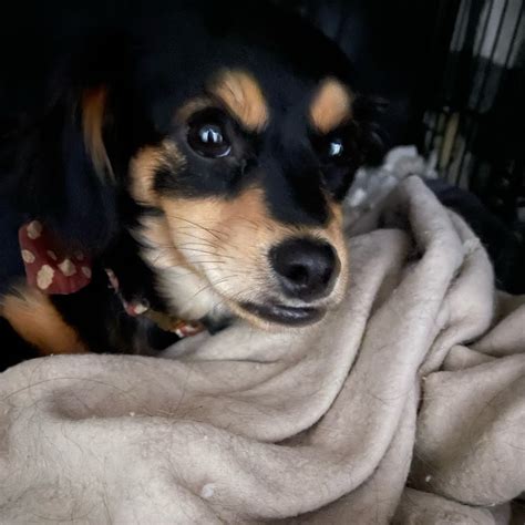 Ziggy Zig Lol Youtube