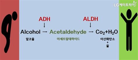 나를 취하게 하는 술 그 안에 숨은 알코올 Lg케미토피아