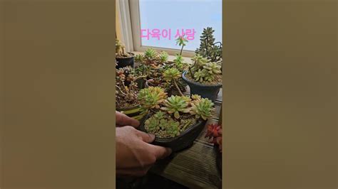 다육이 사랑 내 맘과 같이 잘 자라라 Youtube