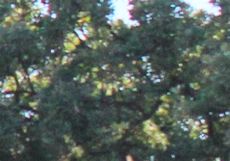 Another Web Structure In A Tree OUR DISTANT COUSINS