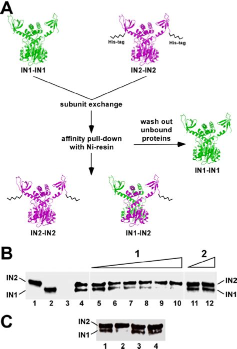 effects of 1 and 2 on in subunit subunit interactions experimen tal