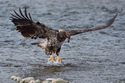 Wildlife Encounters At Niagara Falls State Park New York Heres The