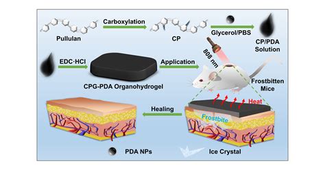 Polydopamine Nanoparticle Loaded Antifreezing And Photothermal Organohydrogel Based On Pullulan