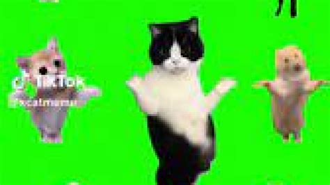 Cat Meme Dance Opera Song Green Screen Video Download Mp4