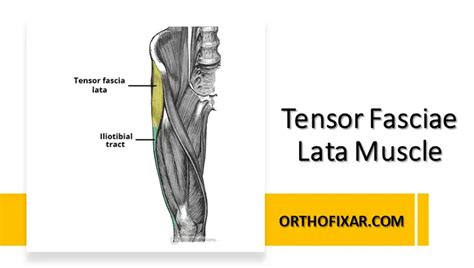 Iliac Spine Anatomy Anatomy Iliac Crest Anatomy Source Diagram