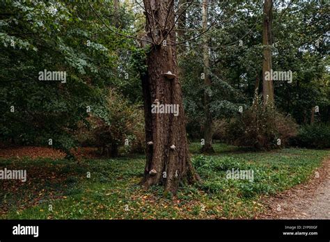 Tree Fungus On Bark In A Forest Highlighting Fungi And Tree Symbiosis Forest Ecosystems And