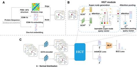 Hierarchical Graph Transformer With Contrastive Learning For Protein Function Prediction Pmc