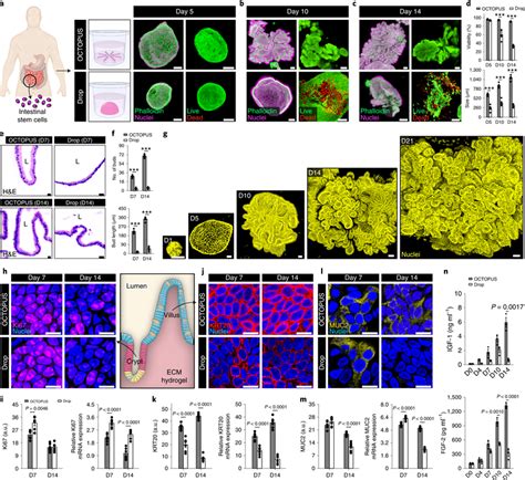 Prolonged Culture Of Human Intestinal Organoids In Octopus A Human