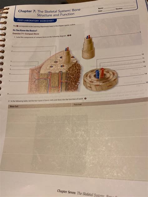 Solved Sectio Name Date Chapter The Skeletal System Bone Chegg