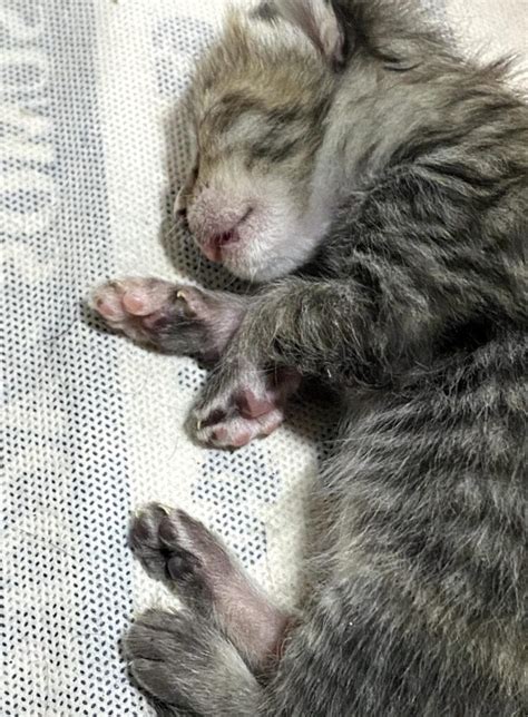 Precious Kutie Feet