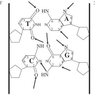 Double Stranded DNA Showing The Sites Of DNA Adduct Formation Including Download Scientific