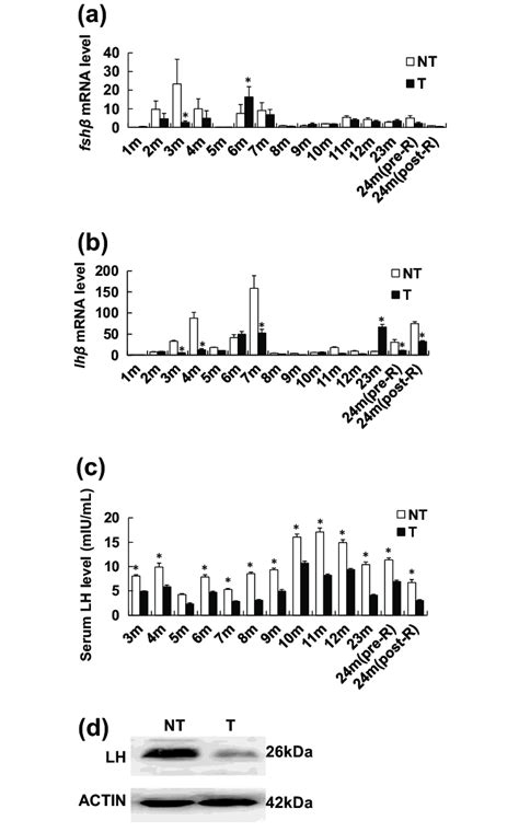 pituitary fshb lhb mrna and serum lh content in non transgenic nt