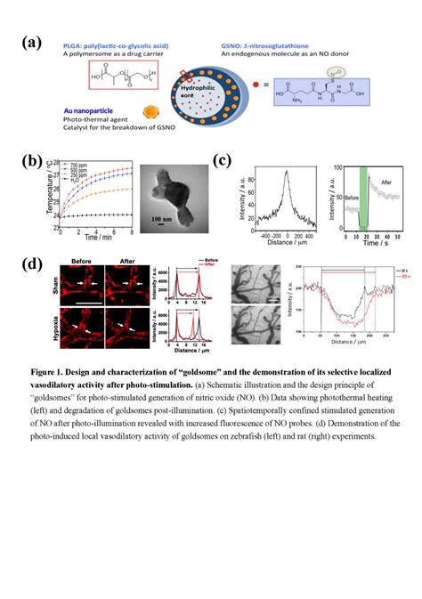 Revolutionizing Heart Attack Treatment The Fusion Of Nanomedicine And