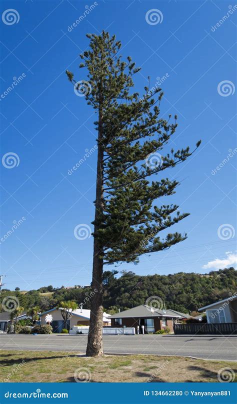 Powerful Wind Caused Leaves Grown On One Side Of A Tree Stock Photo Image Of Side Remarkable