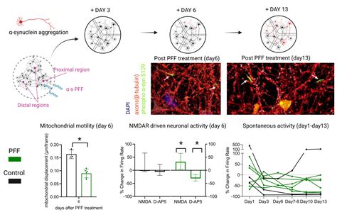 in vitro α synuclein aggregation and propagation model mds abstracts