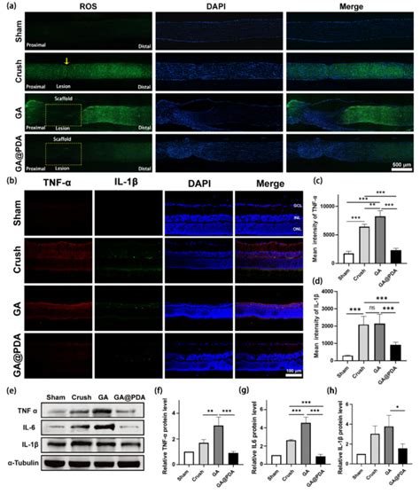 Implantation Of Biomimetic Polydopamine Nanocomposite Scaffold Promotes Optic Nerve Regeneration