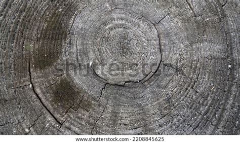 Bark Texture Tree Without Bark Bare Stock Photo 2208845625 Shutterstock