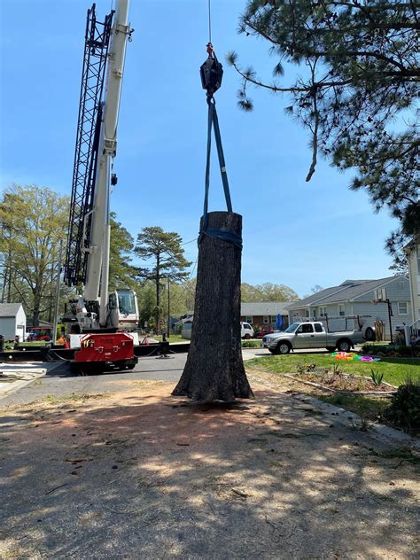 Tree Removal In Chesapeake And Virginia Beach Va