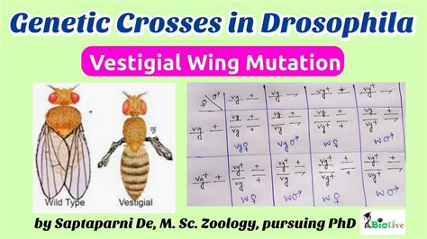 Drosophila Genetic Cross Vestigial Wing Mutation Youtube