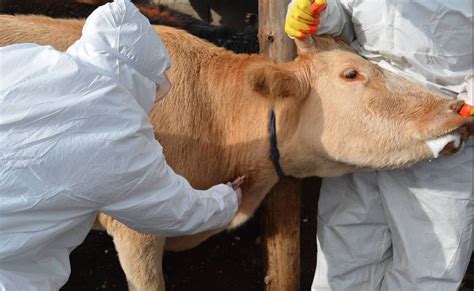 Булган сумын нутагт ХОРИО ЦЭЭРИЙН ДЭГЛЭМ тогтоолоо