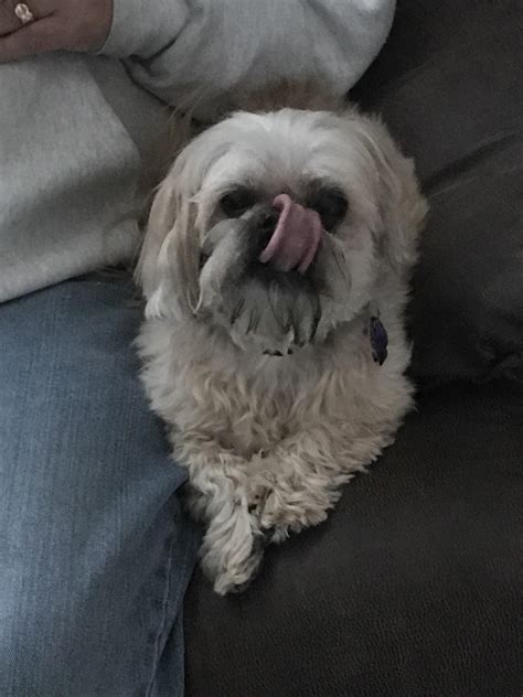 She Can Almost Lick Her Own Eyeball R Funny