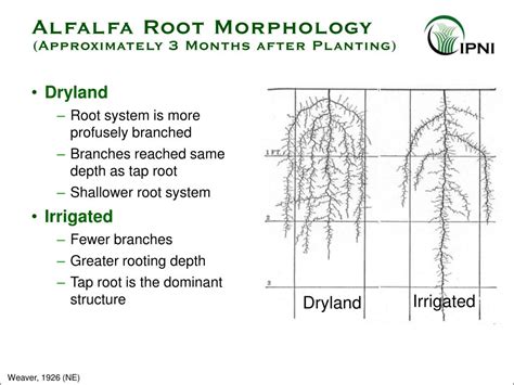 Ppt Potassium Nutrition Of Alfalfa Powerpoint Presentation Free Download Id150566