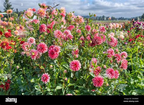 Dahlia From Swan Island Dahlias Farm During Dahlia Festival Located In