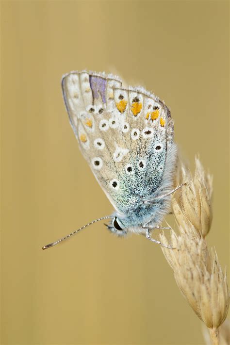 Insects And Macro Photography Workshop Nature Photography Courses