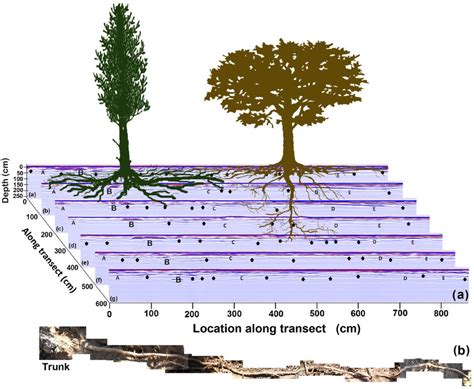mapping of root systems with gpr showing the potential for radargrams
