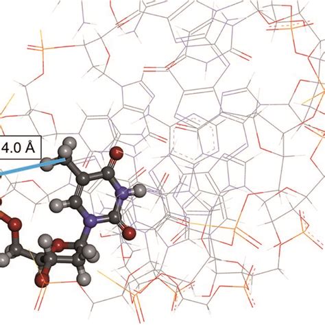3d View Of An Rp Ps Dna Rna Hybrid Duplex All Pdb 8psh Nmr Solution Download Scientific