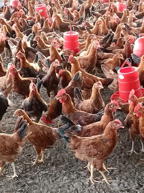 আজকর ডিম মুরগি এবং মুরগির বাচ্চার দাম