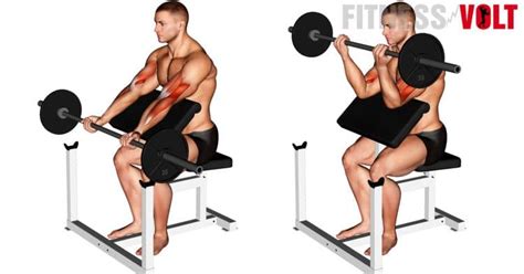 Isolating Bicep Heads Rphysicaltherapy Isolating Bicep Heads Rphysicaltherapy