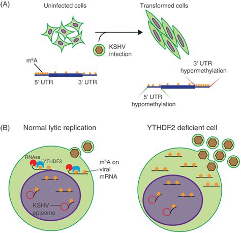 Rna Epitranscriptomics Regulation Of Infection Of Rna And Dna Viruses By N6 Methyladenosine