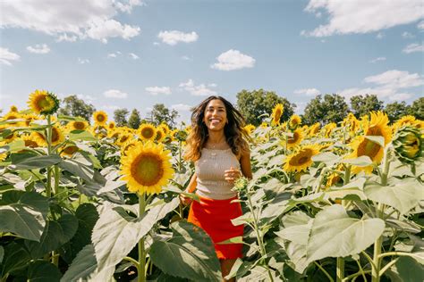 Sunflower Pictures Hd Download Sunflower Photos For Free