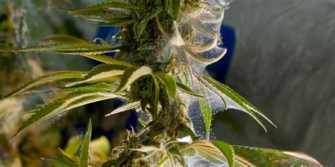 Integrated Pest Management Ipm For Cannabis Growing In 2025