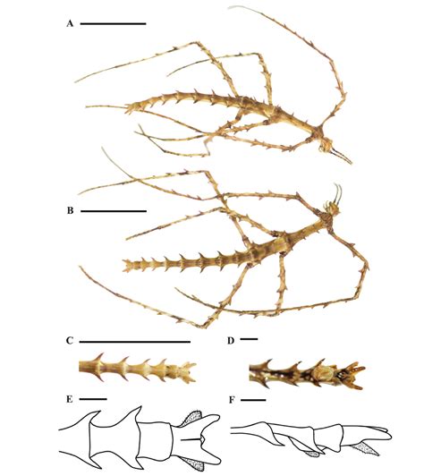 Phasmida Species File Cnipsomorpha Yunnanensis Xu Jiang And Yang 2023