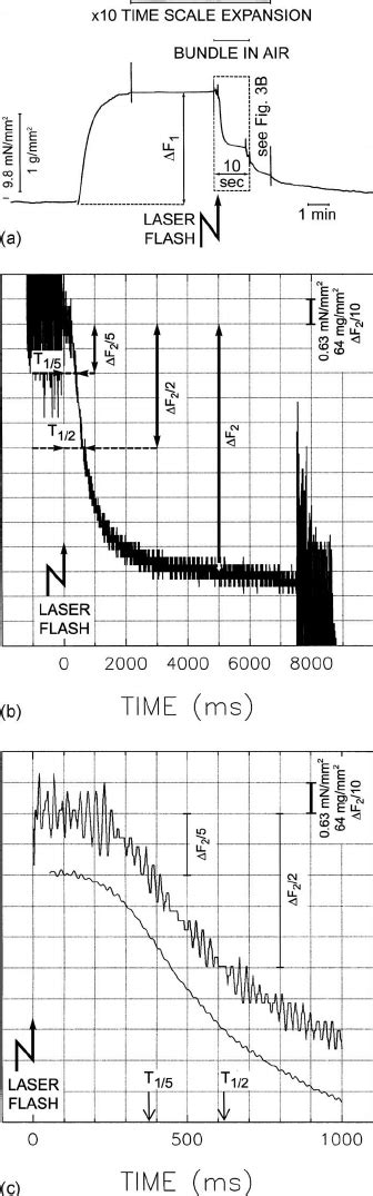 Definition Of The Relaxation Traces Parameters ͑ T 1 2 And T 1 5 ͒ Download Scientific