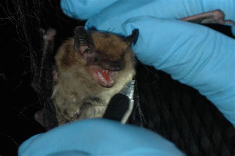 Backyard Beasts Mist Netting For Bats Part I