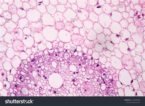 Cross Section Monocot Root Tip Under Foto Stok 1167999658 Shutterstock