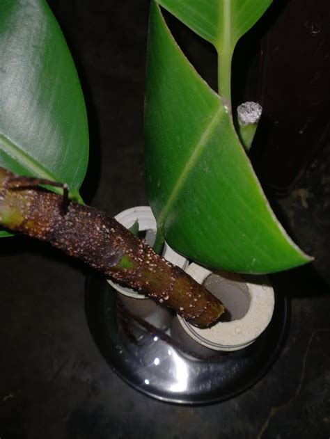 My Ficus Elastica 12 Days Early Rooting Signs 🥰 Rgardening