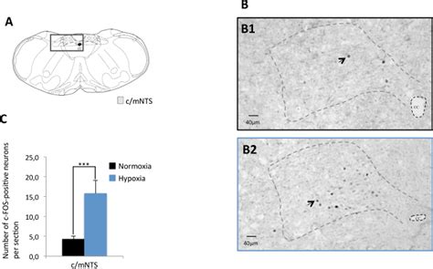 The C Fos Protein Immunohistological Detection A Useful Tool As A