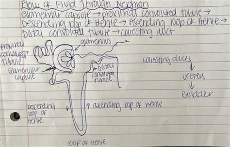 BIO Exam Flashcards Quizlet