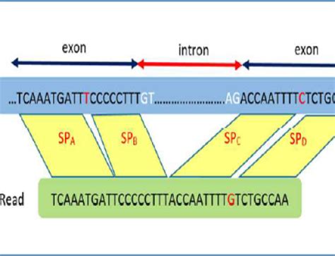 Contextmap 2 Fast And Accurate Context Based Rna Seq Mapping Rna