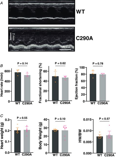 Camkiiδ C290a Knock In Mouse Model A Representative Echocardiogram Of