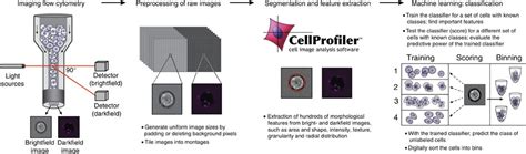 用于高通量成像流式细胞仪的无标记细胞周期分析。 Nature Communications X Mol