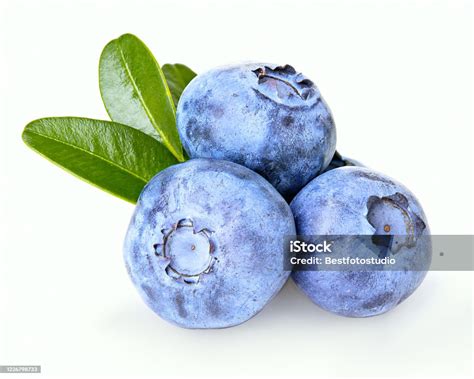 흰색 배경에 고립 된 잎이있는 잘 익은 육즙이 많은 블루 베리 0명에 대한 스톡 사진 및 기타 이미지 0명 개체 그룹 건강한 생활방식 Istock