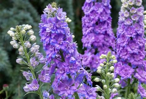 Ралица цвете отглеждане и грижи Градина